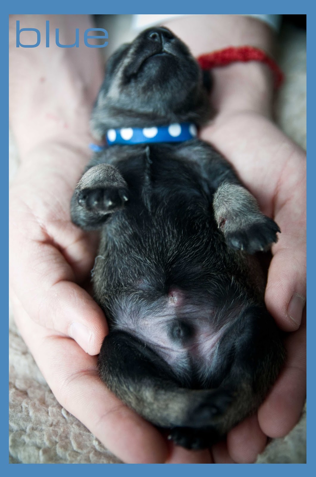 Griffin's Miniature Schnauzer Blog: day 7, fat bellies!