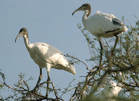 Pets Animals and Pet Birds: Bird Sanctuaries in Jammu and Kashmir