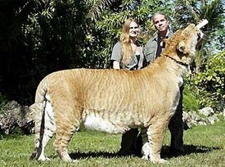 World's Biggest Liger Photos: 10 Ft Lion+Tiger Liger - Amazing
