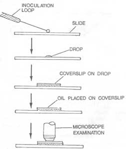 My Scientific Blog - Research and Articles: LIGHT MICROSCOPY