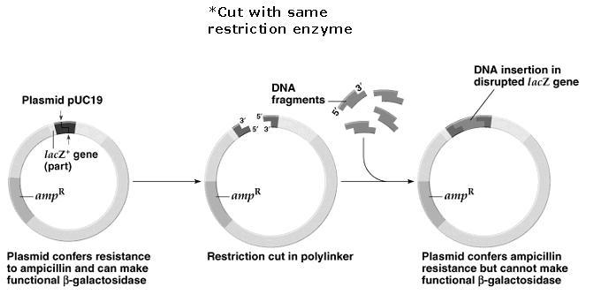My Scientific Blog - Research and Articles: Introduction to Plasmid Vectors