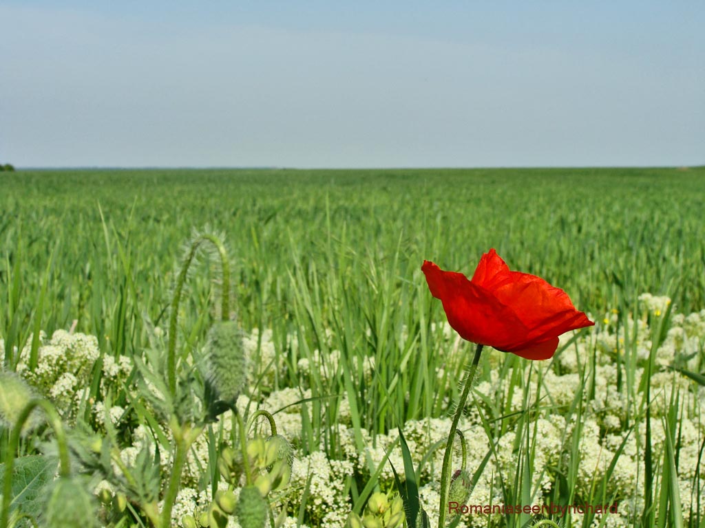 PHOTO ODYSSEY OF RICHARD: CORN POPPY MAC ROSU MEZEI PIPACS PAPUELA ...