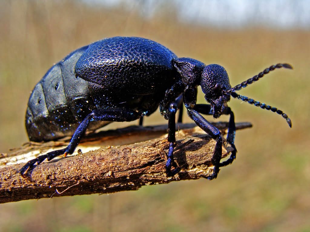 PHOTO ODYSSEY OF RICHARD: SHORT NECKED OIL BEETLE