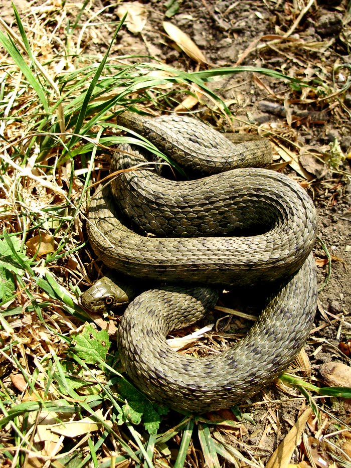 PHOTO ODYSSEY OF RICHARD: HAVE YOU EVER SEEN THE ESCULAP'S SNAKE?