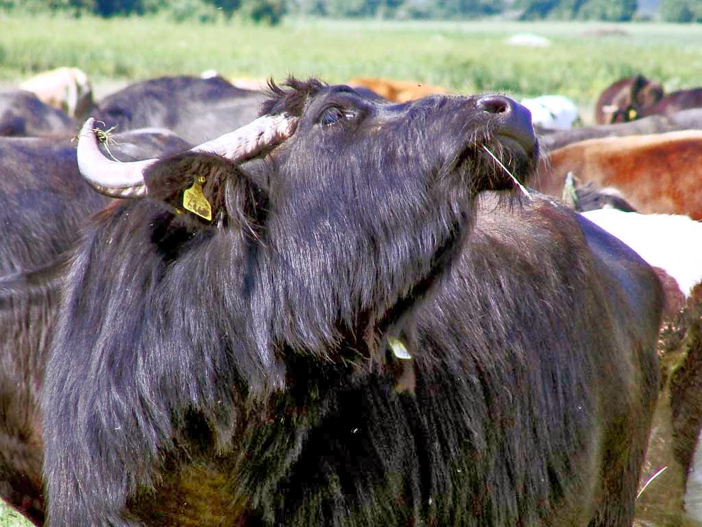 PHOTO ODYSSEY OF RICHARD: WATER BUFFALO BIVOLI BIVALYOK