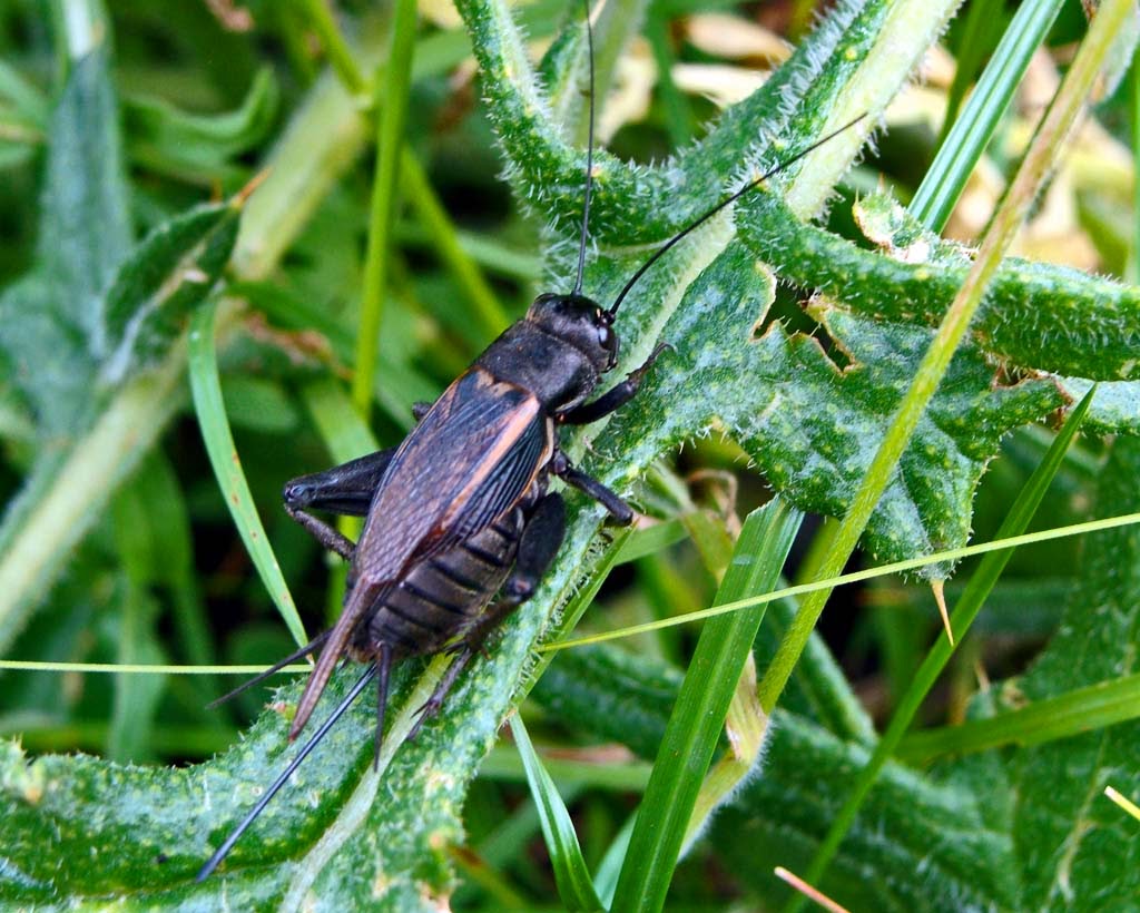 PHOTO ODYSSEY OF RICHARD: CRICKET GREIERE TUCSOK