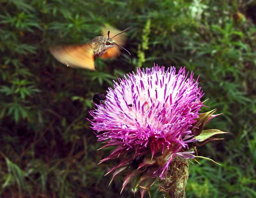 PHOTO ODYSSEY OF RICHARD: MACROGLOSSUM STELLATARUM HUMMINGBIRD HAWK ...