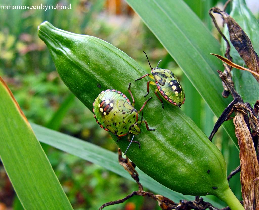 PHOTO ODYSSEY OF RICHARD: SOUTHERN GREENSHIELD BUG