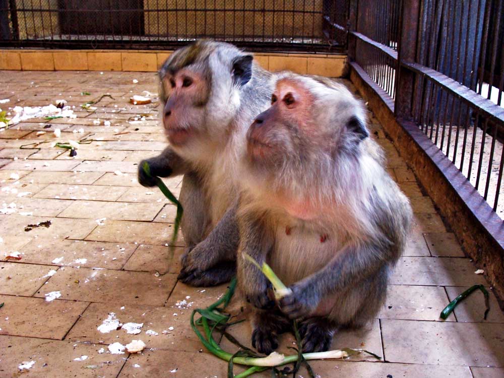 PHOTO ODYSSEY OF RICHARD: JAPANESE MACAQUE MACAC JAPONEZ