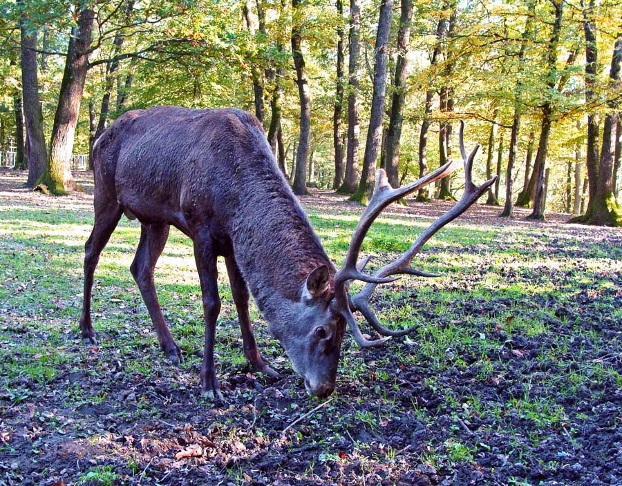 PHOTO ODYSSEY OF RICHARD: STAG AND COW CERB CARPATIN@VACA