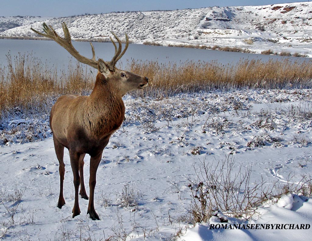 PHOTO ODYSSEY OF RICHARD: RED DEER CERB CARPATIN CERVUS ELAPHUS