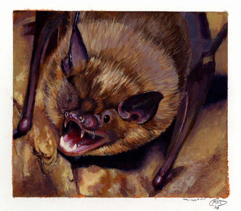 A detailed bat that a friend of mine did. acrylic. : r/Art