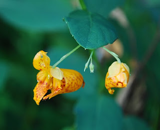 Moments With Mother Culture®: Summer’s Parting Gifts