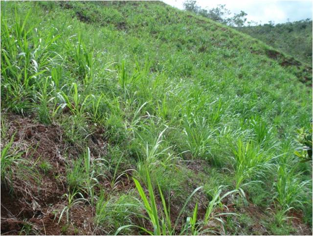 Parcelacion San Fernando: Lo que usted debe saber de la Parcelación San ...