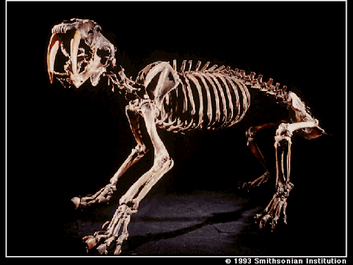 Saber-toothed cat: Smilodon (saber-toothed cats)