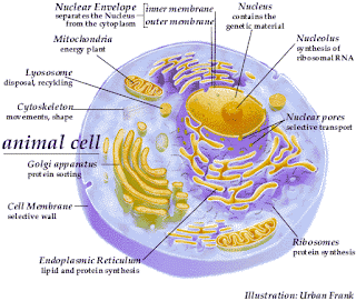 Biologi: ORGAN SEL