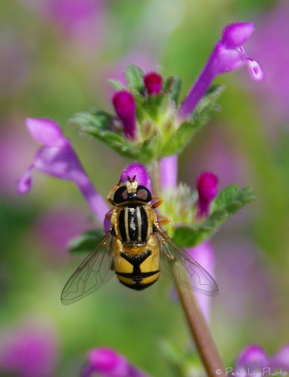 Pescalune Photo: May 2010
