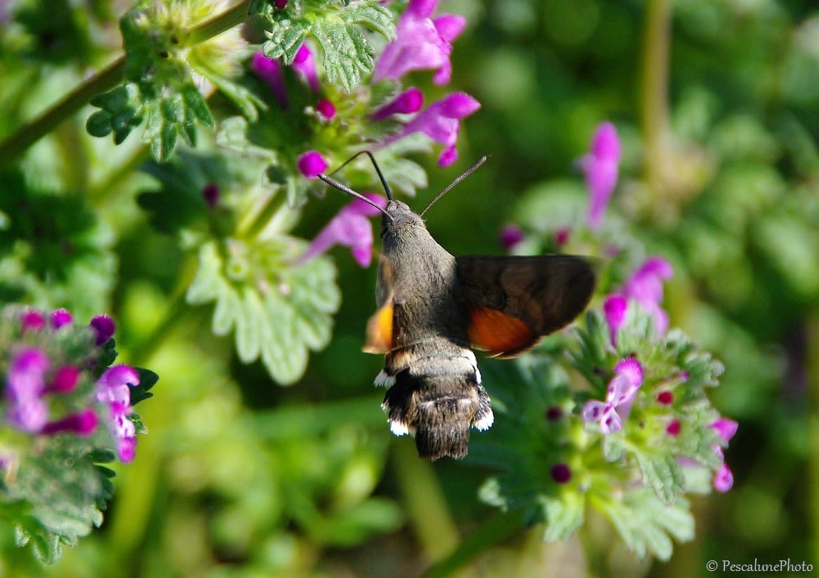 Pescalune Photo: Moro Sphinx (Macroglossum stellatarum), Hummingbird ...
