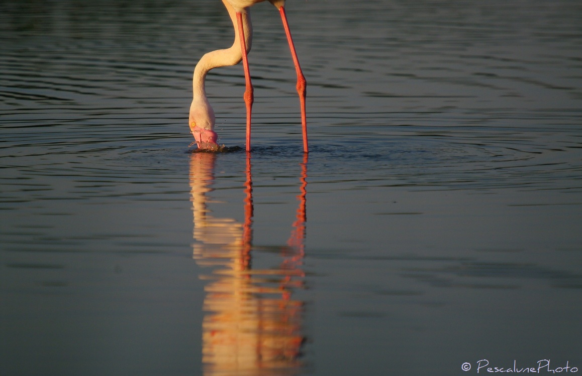 Pescalune Photo: Reflets de flamant / Flamingo reflections