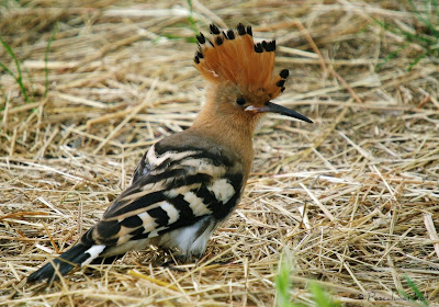 Pescalune Photo: Huppe huppée / Crowned Hoopoe