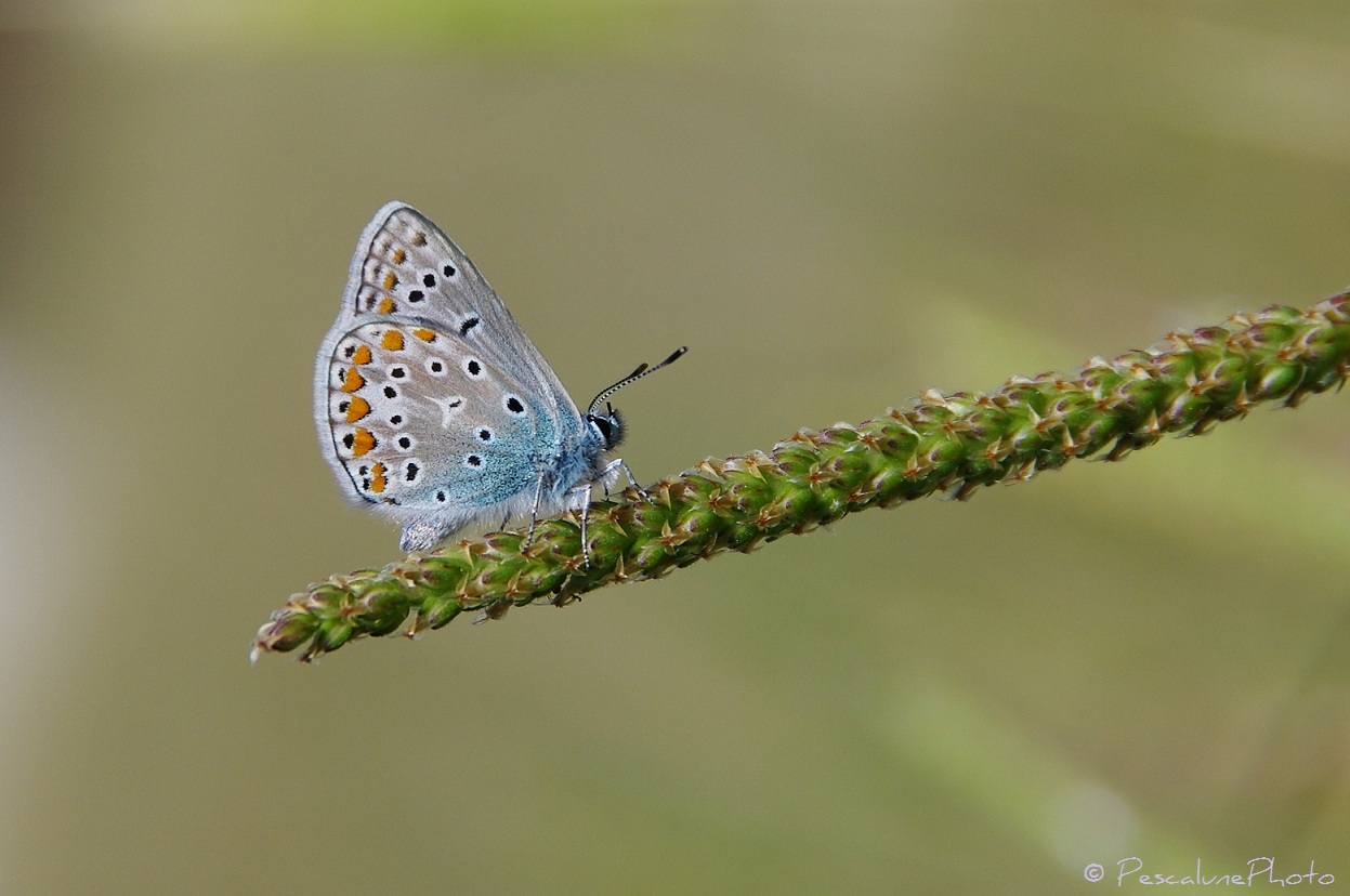 Pescalune Photo: Argus bleu mâle (Polyommatus icarus), Male Common Blue