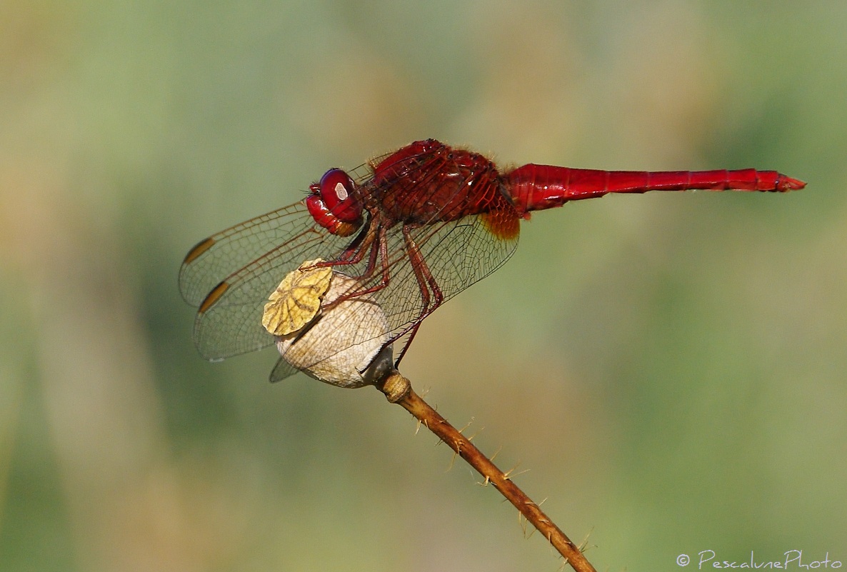 Pescalune Photo: Libellule écarlate mâle (Crocothemis erythraea), male ...