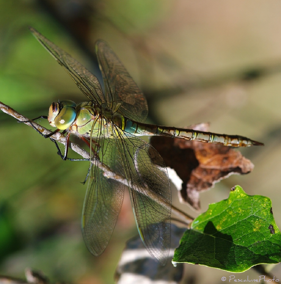 Pescalune Photo: Anax napolitain (Anax parthenope), Lesser Emperor