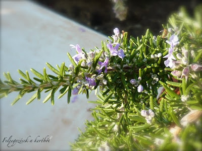 Feljegyzések a kertből: 2009