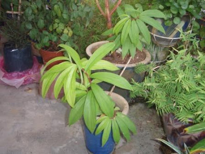 LI NA HERBS: RED SETAWAR HALIA