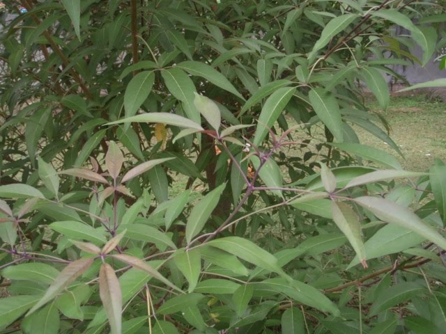 LI NA HERBS: LEMUNI/LAGUNDI