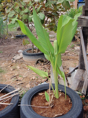 LI NA HERBS: TEMU PAUH