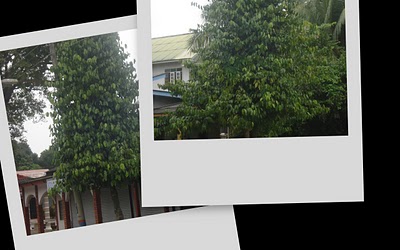 LI NA HERBS: POKOK MALINJA