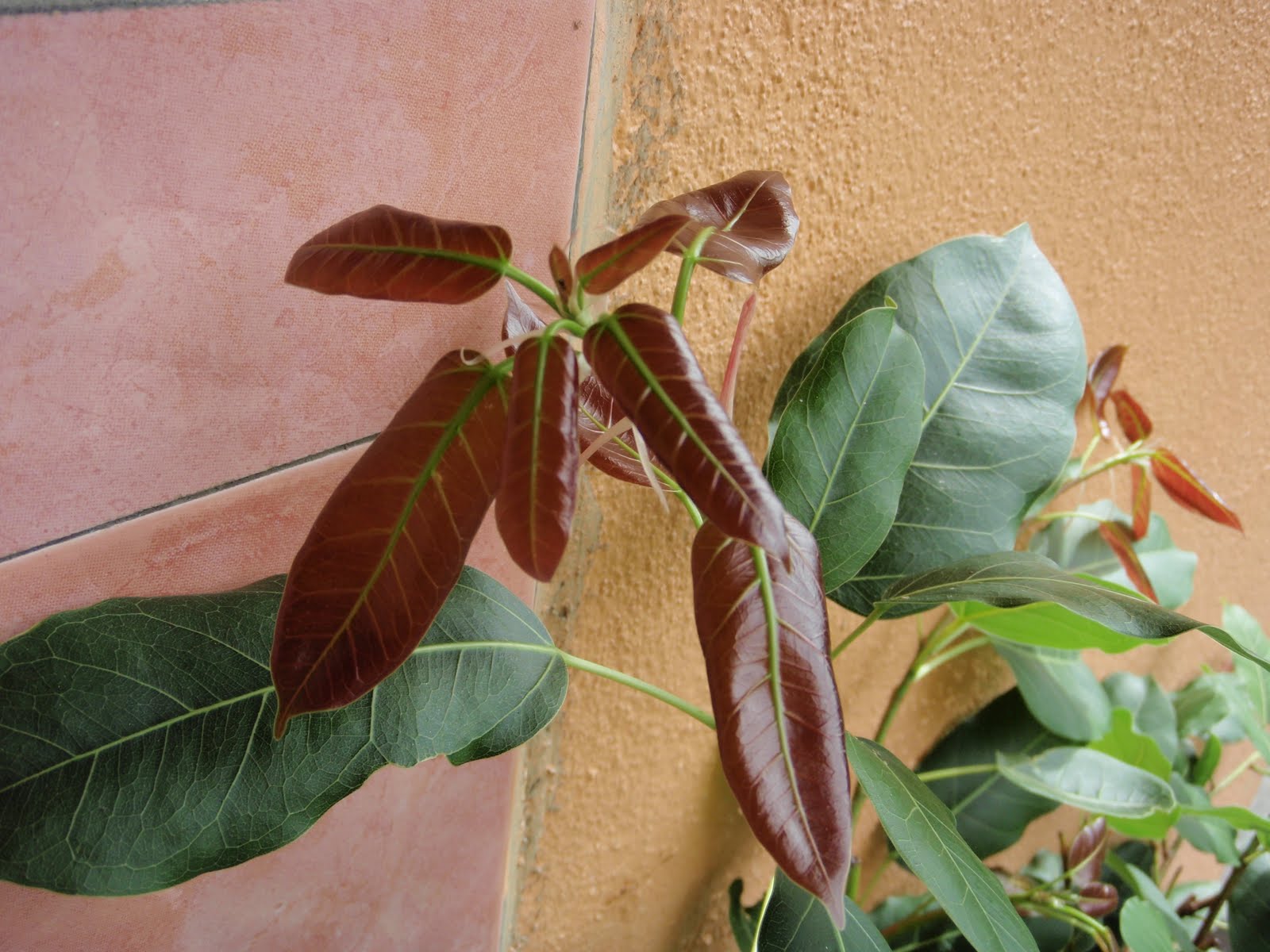 LI NA HERBS: POKOK ARA