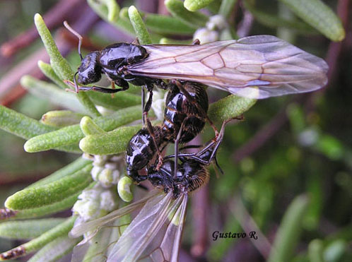 HISTORIAS DE HORMIGAS: Sobre un refrán de hormigas aladas en El Quijote ...