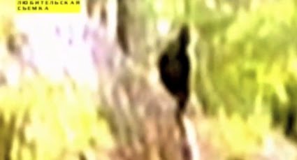 CRYPTOZOOLOGY ONLINE: Still on the Track: NEW ALMASTY VIDEO?