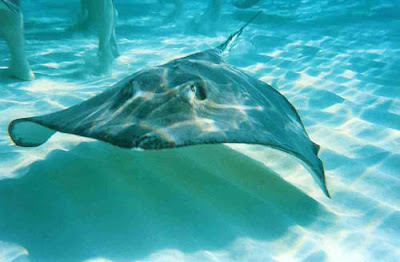 CRYPTOZOOLOGY ONLINE: Still on the Track: DALE DRINNON: The Water Leaper