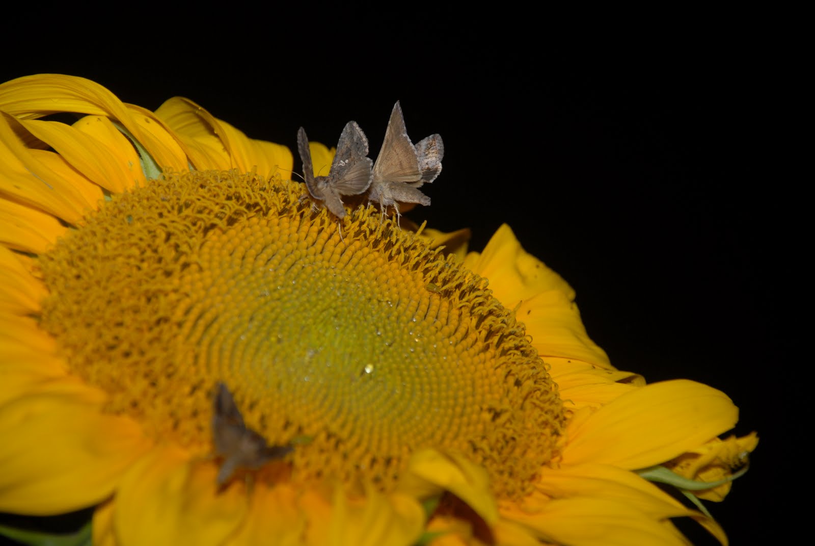 CRYPTOZOOLOGY ONLINE: Still on the Track: 09/04/10