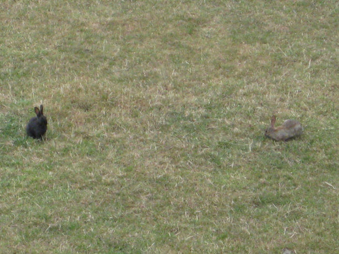 CRYPTOZOOLOGY ONLINE: Still on the Track: GAVIN LLOYD WILSON: Black Bunnies