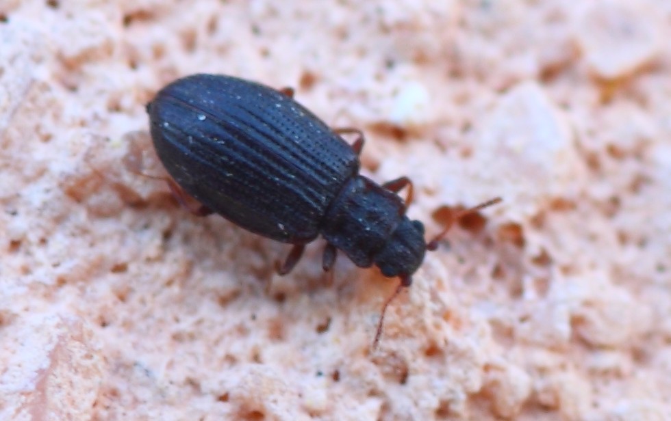 Cámara Juan: Insectos!