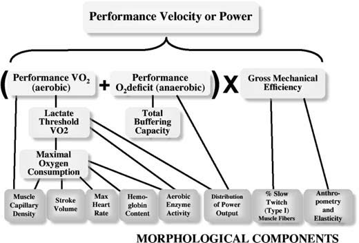 Research Trailer Park: Phun Physiology: Endurance Exercise Performance ...