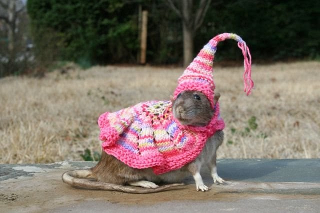 Rats in Costume - All Dressed Up ~ Now That's Nifty