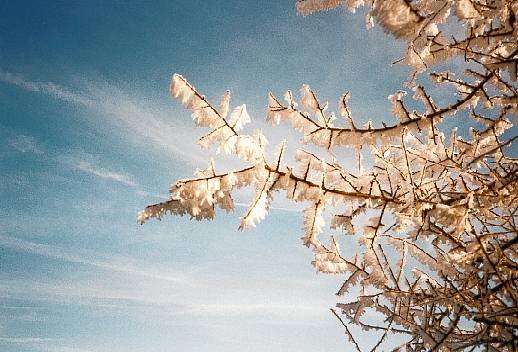 11 Trees Covered in Ice ~ Now That's Nifty