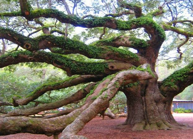 18 Beautiful and Strange Trees ~ Now That's Nifty