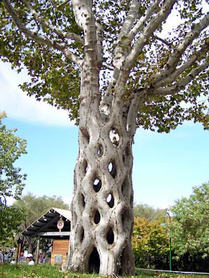 18 Beautiful and Strange Trees ~ Now That's Nifty