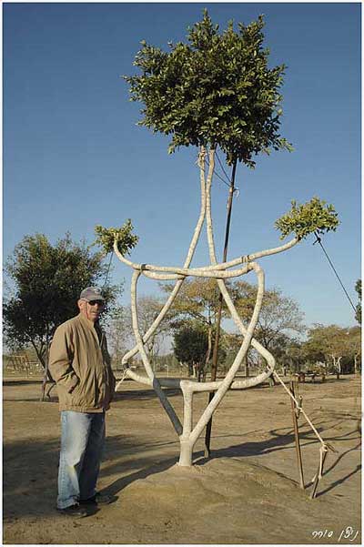 18 Beautiful and Strange Trees ~ Now That's Nifty