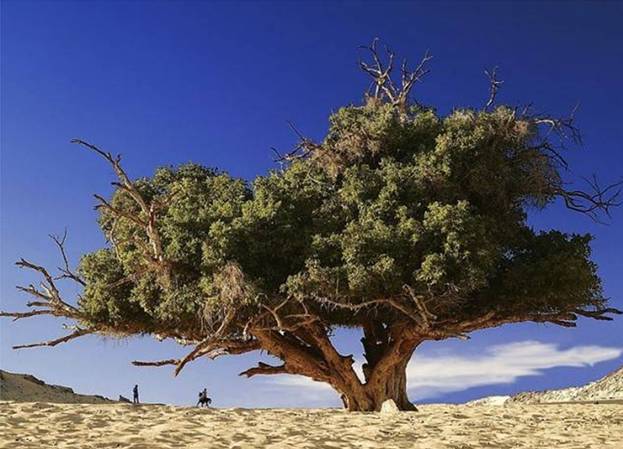 18 Beautiful and Strange Trees ~ Now That's Nifty