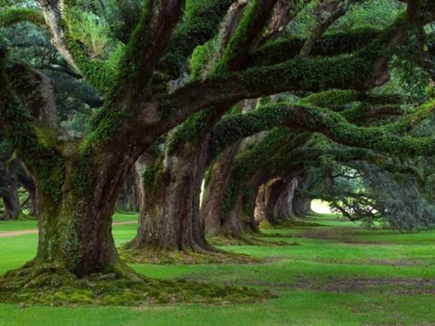 18 Beautiful and Strange Trees ~ Now That's Nifty