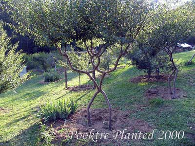 18 Beautiful and Strange Trees ~ Now That's Nifty