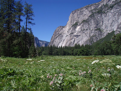 The Ansel Adams Gallery Blog: Cook's Meadow in Yosemite Valley on June ...