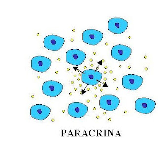 Comunicación Paracrina; Señalización Paracrina
